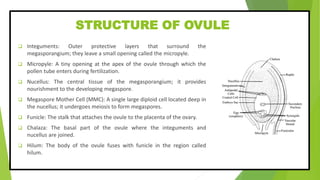 Megasporogenesis and megagametogenesis bsc 2nd sem botany......pdf