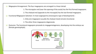 Megasporogenesis and megagametogenesis bsc 2nd sem botany......pdf