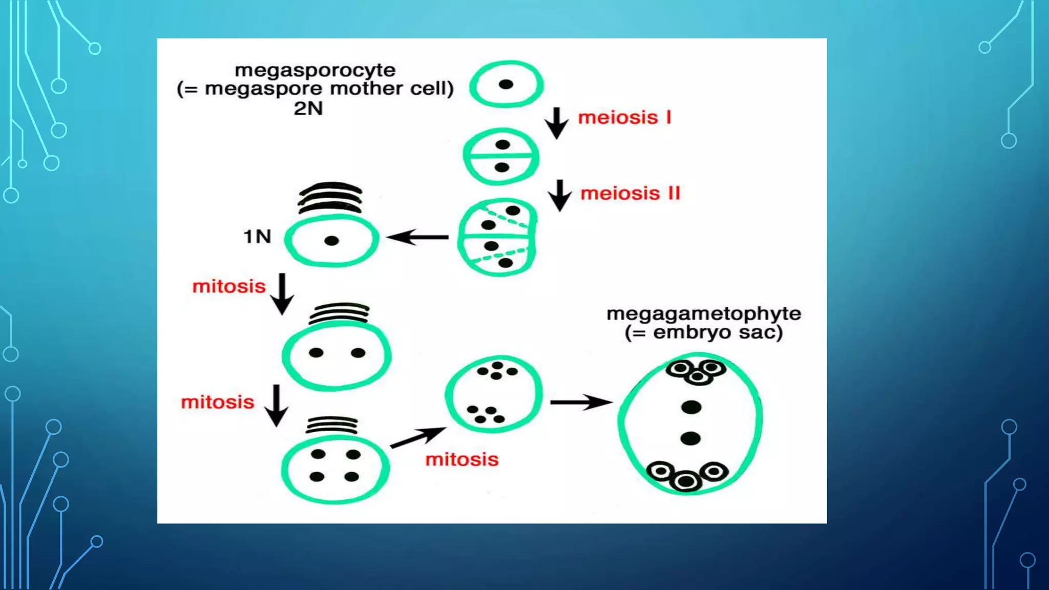 Megasporogenesis | PPSX