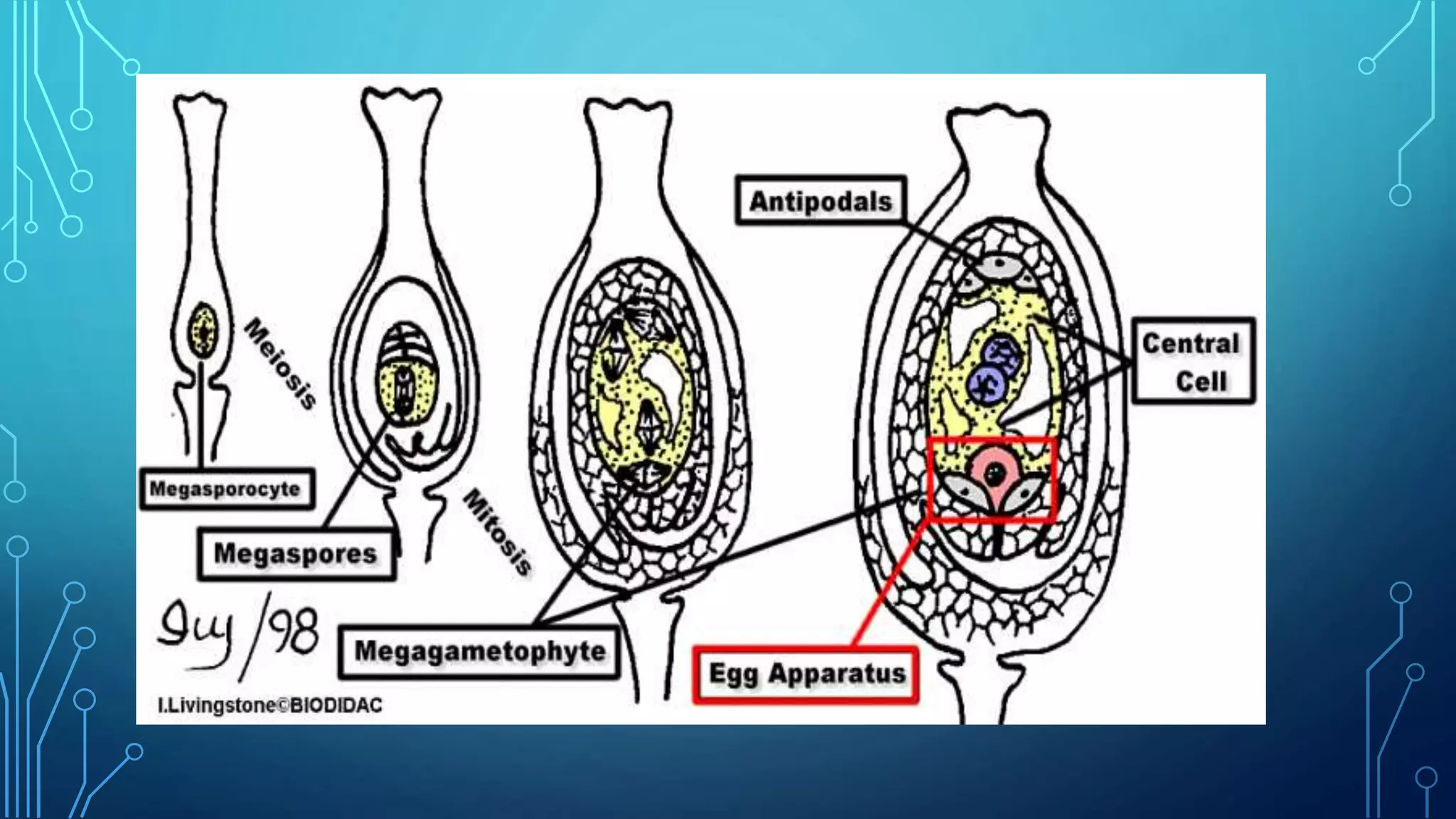 Megasporogenesis | PPSX