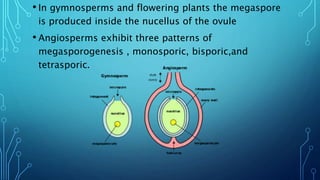 Megasporogenesis | PPSX