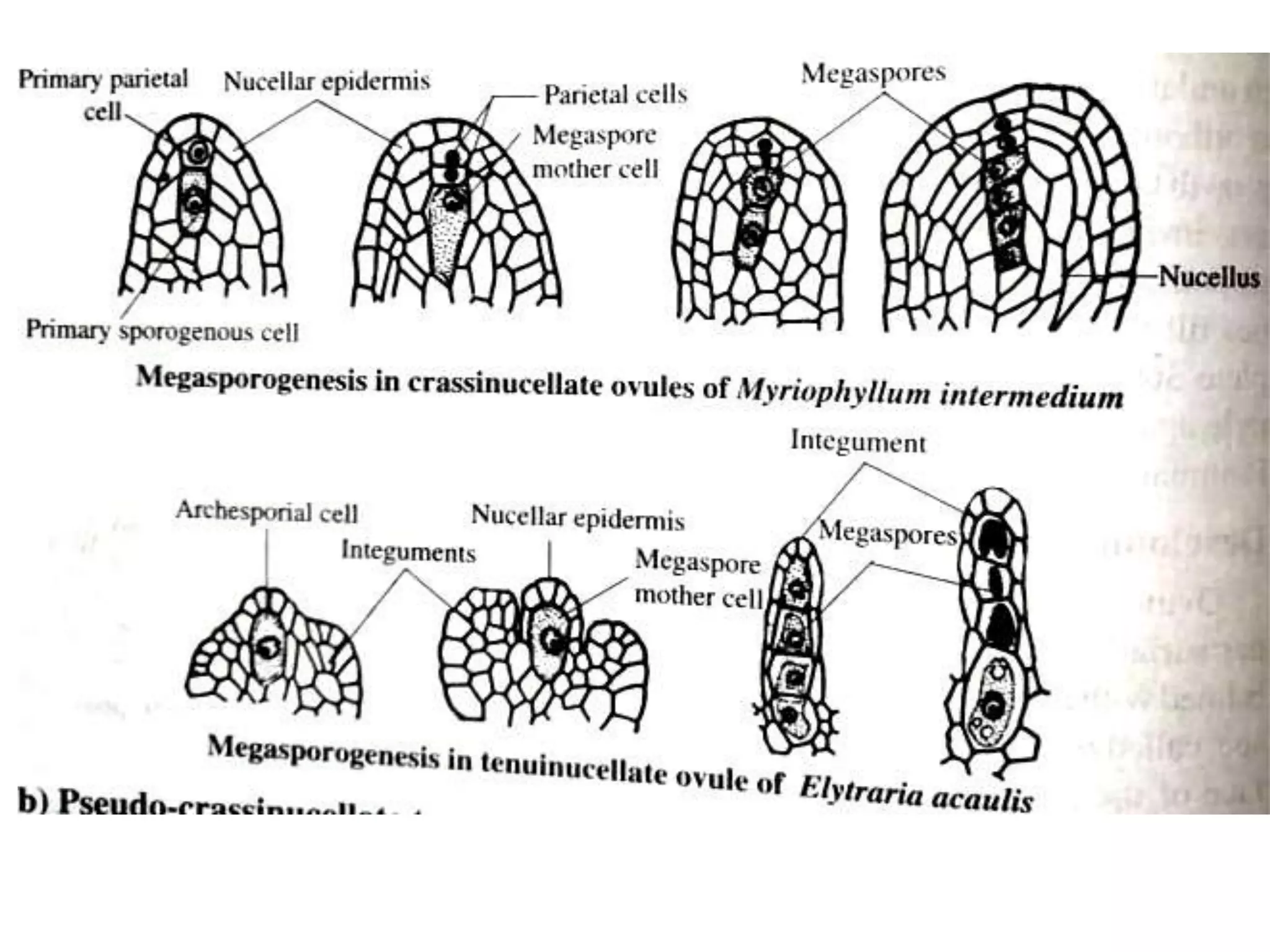 Megasporogenesis | PPTX