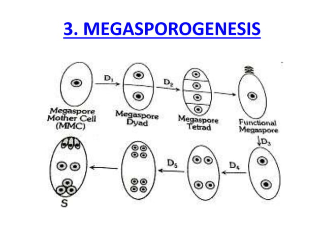 Megasporogenesis