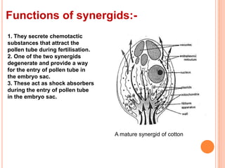 Megasporogenesis | PPTX