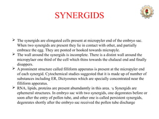 this is a topic of megasporogensis the bsc nursing | PPTX