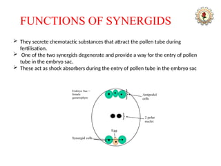this is a topic of megasporogensis the bsc nursing | PPTX