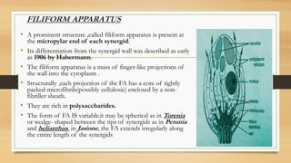 Megasporogenesis by Anurag yadav | PPTX | Biological Sciences | Science