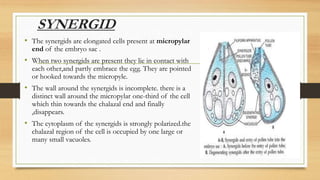 Megasporogenesis by Anurag yadav | PPTX