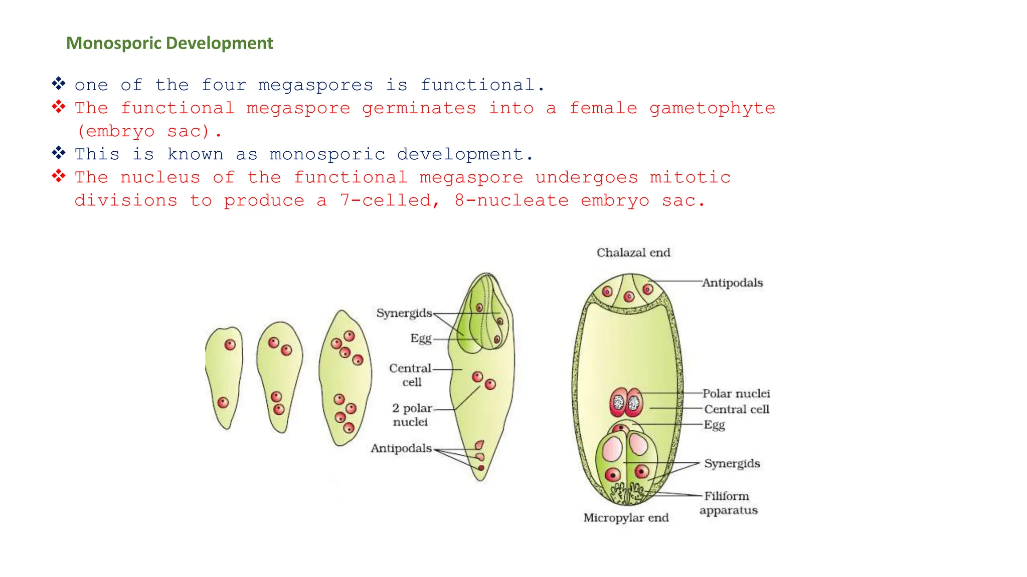 Megasporogenesis.pptx. class xii biology | PPTX