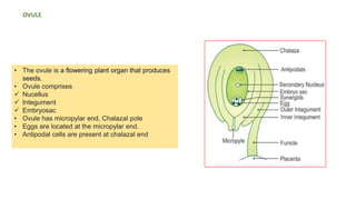 Megasporogenesis.pptx. class xii biology | PPTX