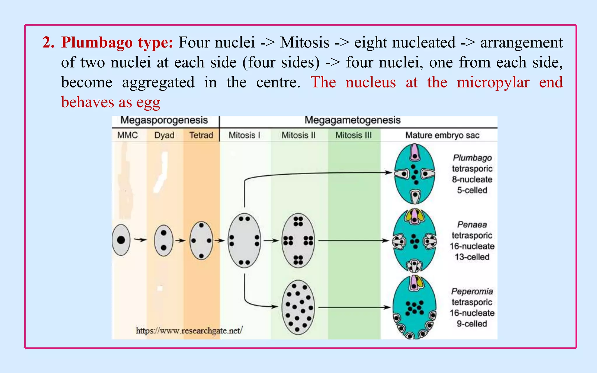 Megasporogenesis types and development of female gametophyte | PPTX