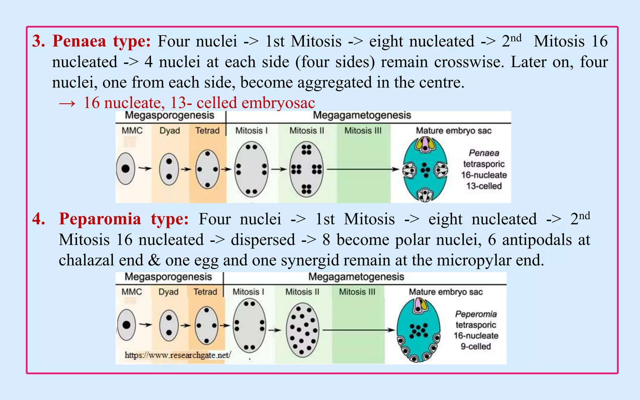 Megasporogenesis types and development of female gametophyte | PPTX