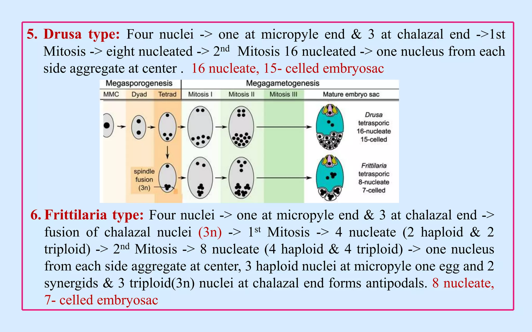 Megasporogenesis types and development of female gametophyte | PPTX