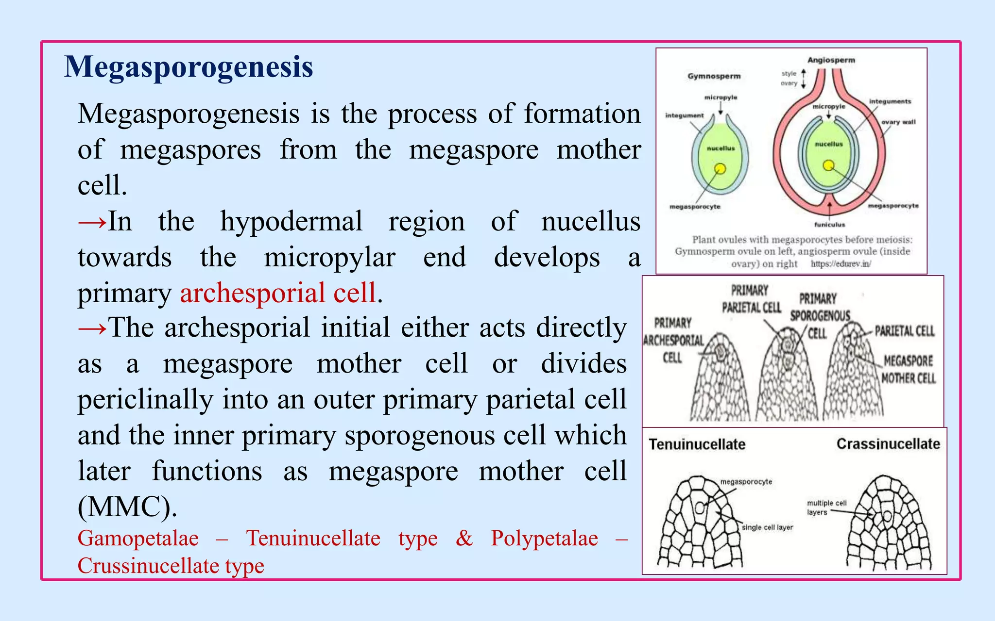 Megasporogenesis types and development of female gametophyte | PPTX