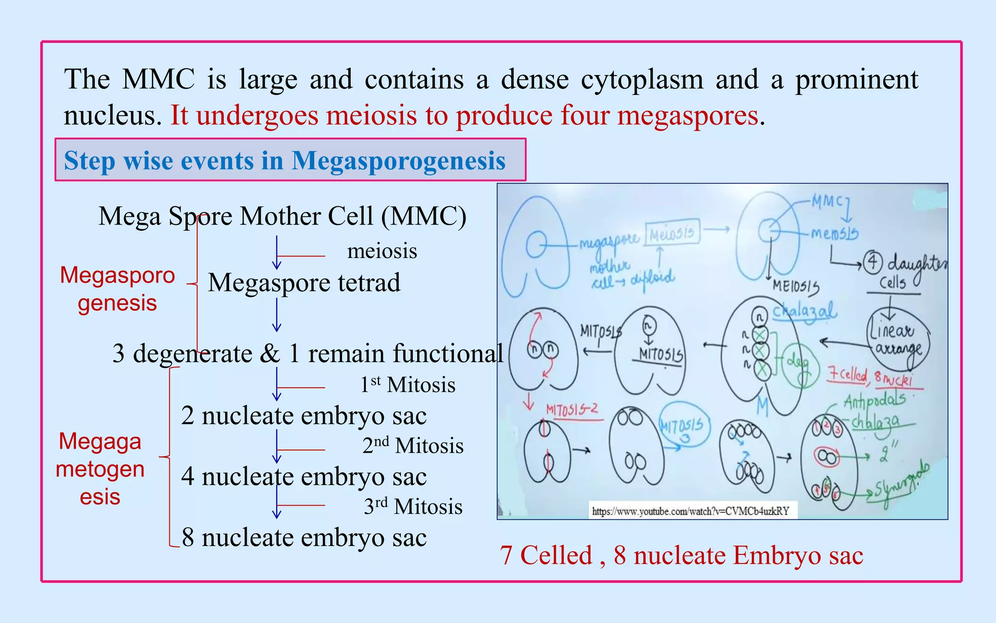 Megasporogenesis types and development of female gametophyte | PPTX