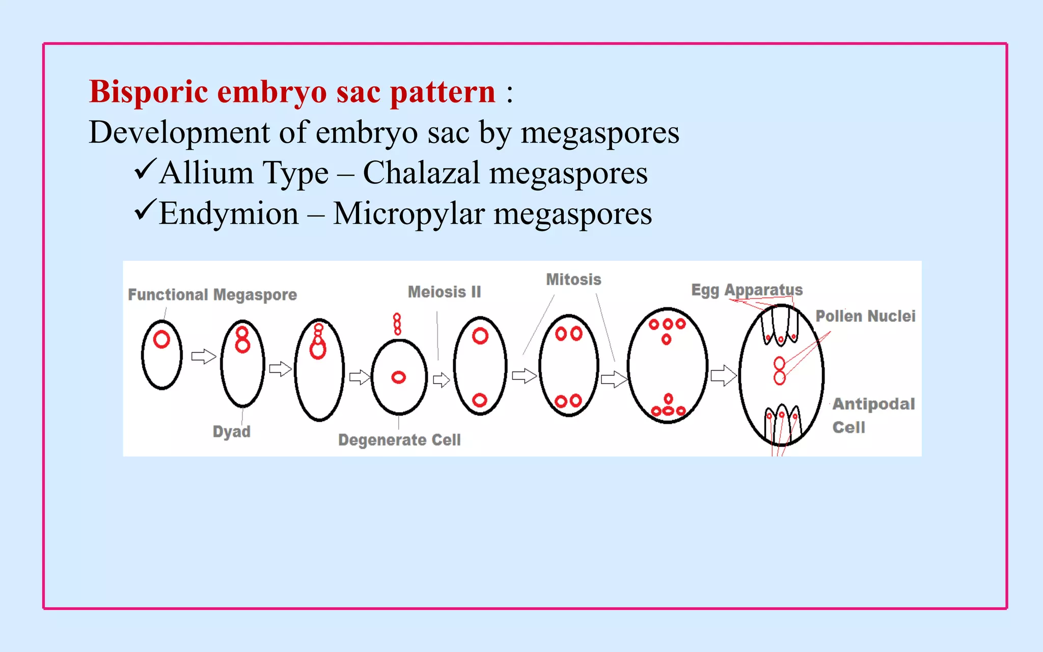 Megasporogenesis types and development of female gametophyte | PPTX