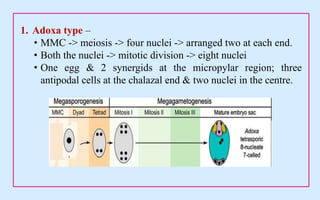 Megasporogenesis types and development of female gametophyte | PPTX
