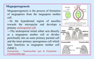 Megasporogenesis types and development of female gametophyte | PPTX