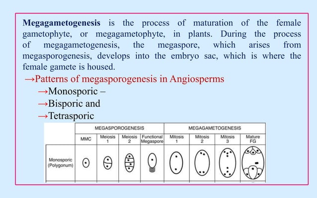 Megasporogenesis types and development of female gametophyte | PPTX | Biological Sciences | Science
