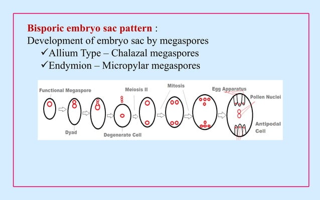 Megasporogenesis types and development of female gametophyte | PPTX ...