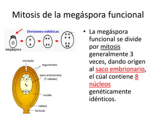 Megasporogénesis | PDF
