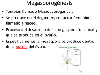 Megasporogénesis | PDF