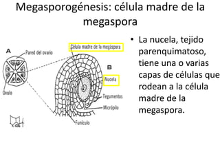 Megasporogénesis | PDF