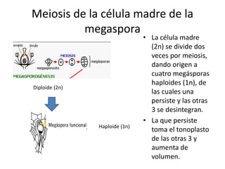 Megasporogénesis/Macrosporogénesis | PPTX