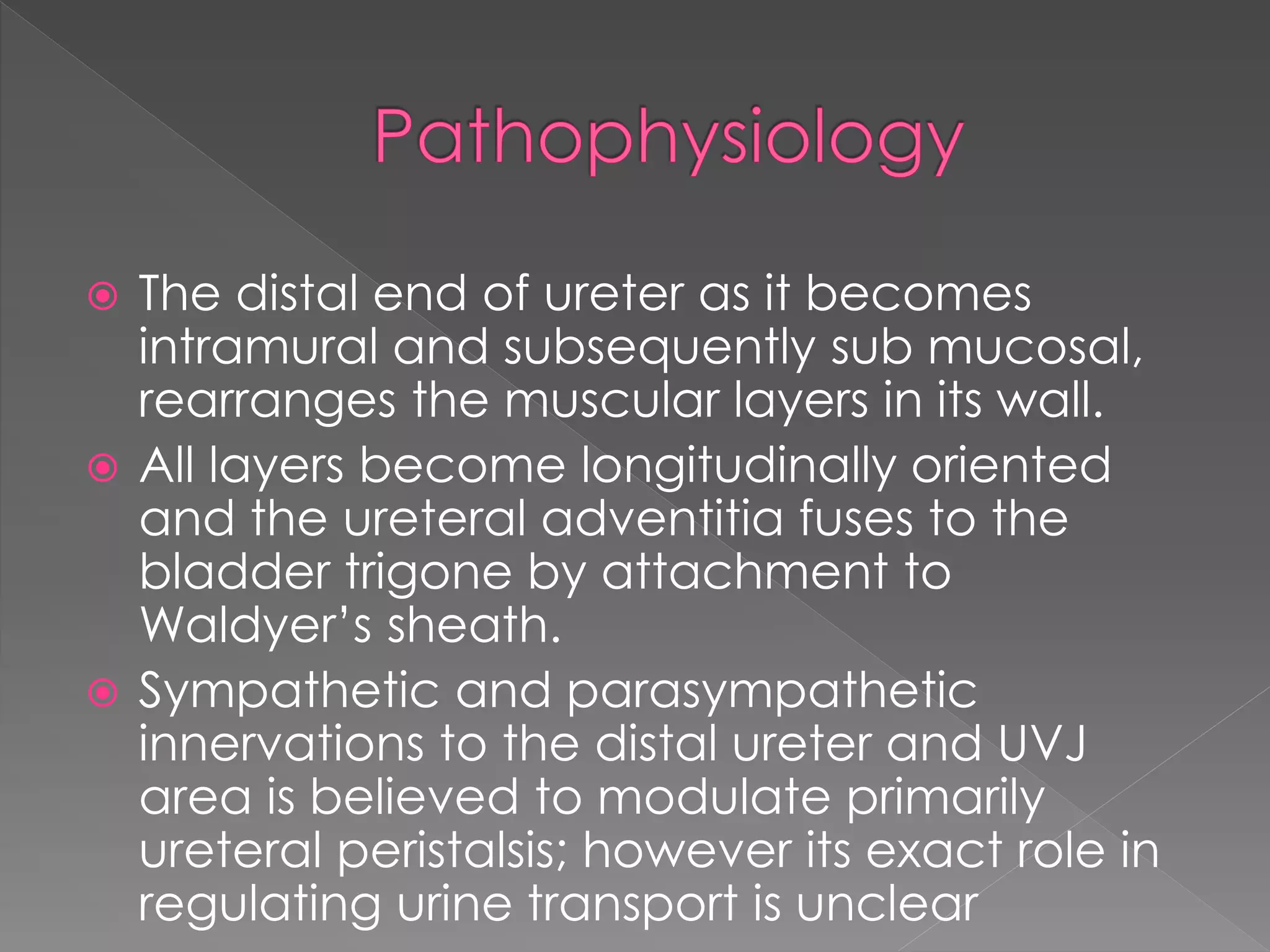 Megaureter ppt. Types, pathophysiology, evaluation and management. | PPTX