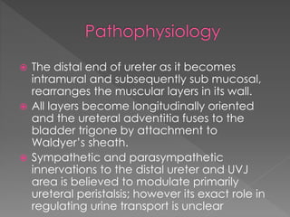 Megaureter ppt. Types, pathophysiology, evaluation and management. | PPTX