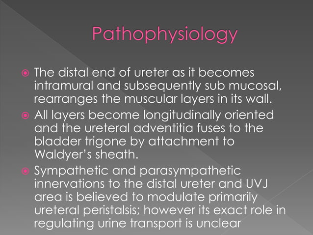 Megaureter ppt. Types, pathophysiology, evaluation and management ...