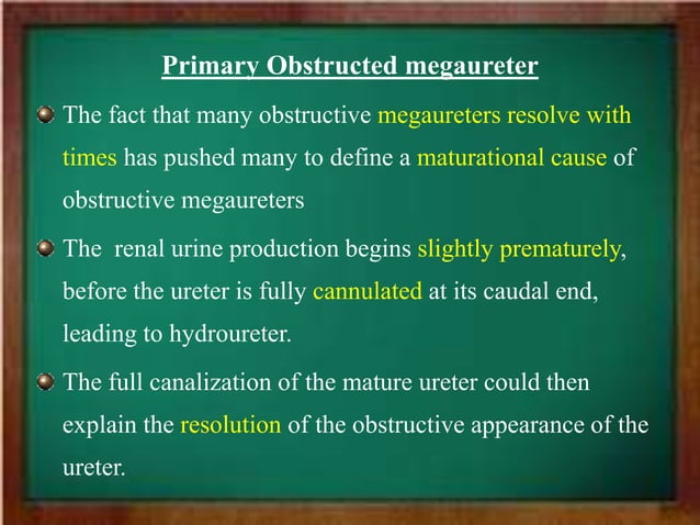 Megaureter | PPTX | Digestive Disorders | Diseases and Conditions
