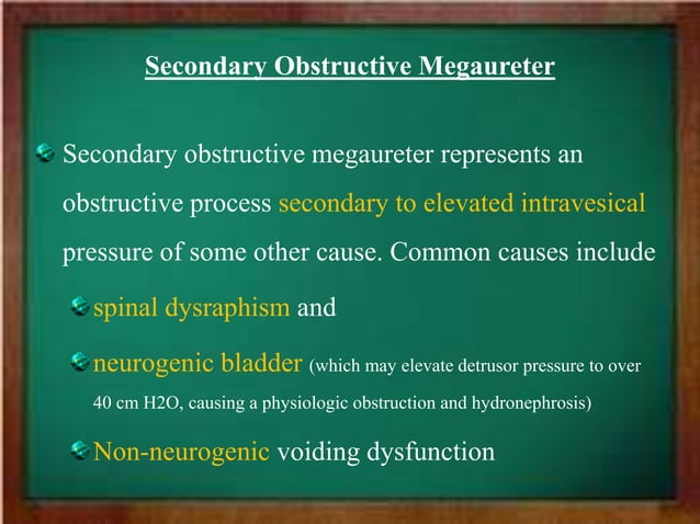 Megaureter | PPTX | Digestive Disorders | Diseases and Conditions