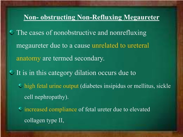 Megaureter | PPTX | Digestive Disorders | Diseases and Conditions