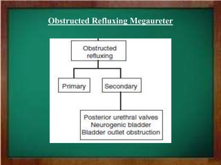 Megaureter | PPTX | Digestive Disorders | Diseases and Conditions
