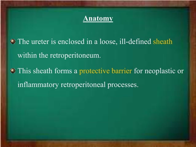Megaureter | PPTX | Digestive Disorders | Diseases and Conditions