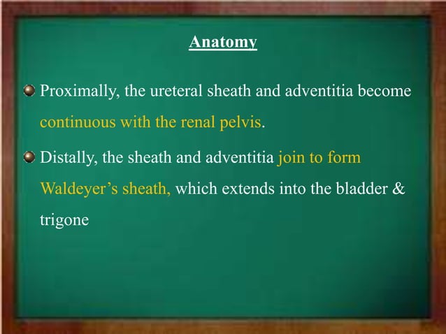 Megaureter | PPTX | Digestive Disorders | Diseases and Conditions