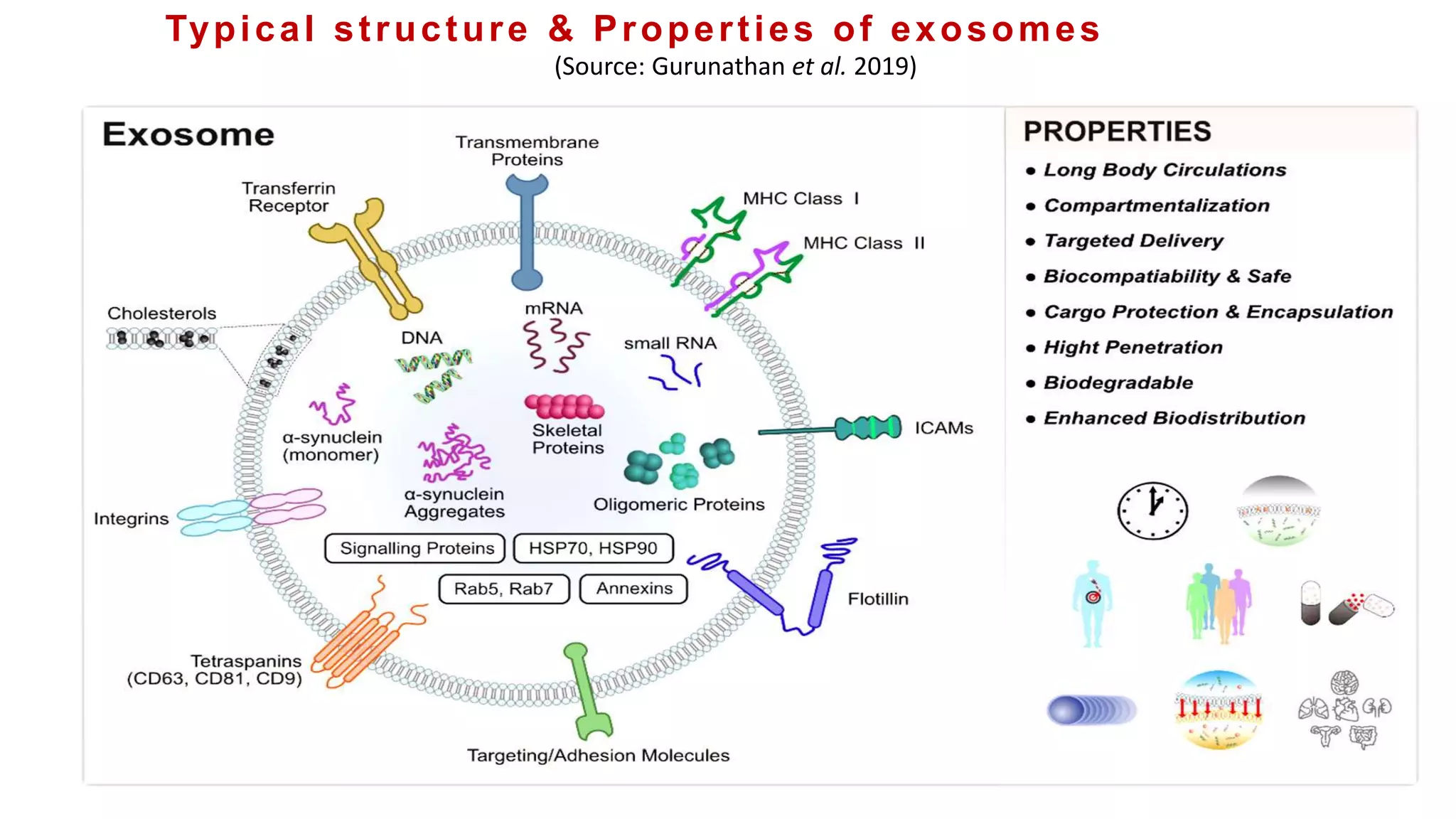 Exosomes -power point presentation | PPTX