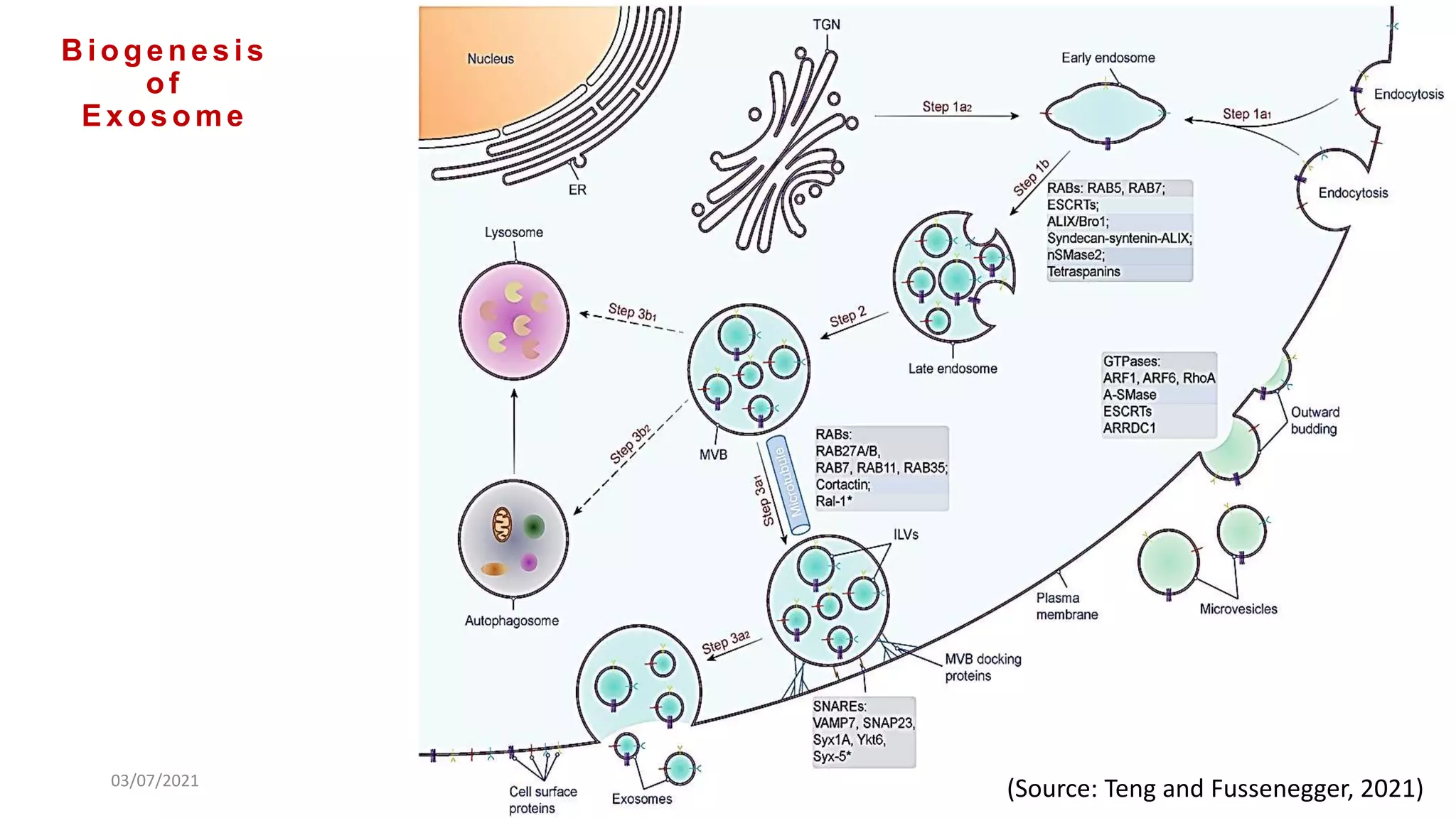 Exosomes -power point presentation | PPTX