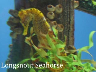 Meghan’S Trip To The Georgia Aquarium | PPT