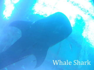 Meghan’S Trip To The Georgia Aquarium | PPTX | Zoos & Aquariums ...