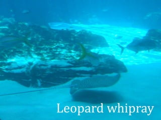 Meghan’S Trip To The Georgia Aquarium | PPTX | Zoos & Aquariums ...