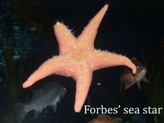 Meghan’S Trip To The Georgia Aquarium | PPTX | Zoos & Aquariums ...