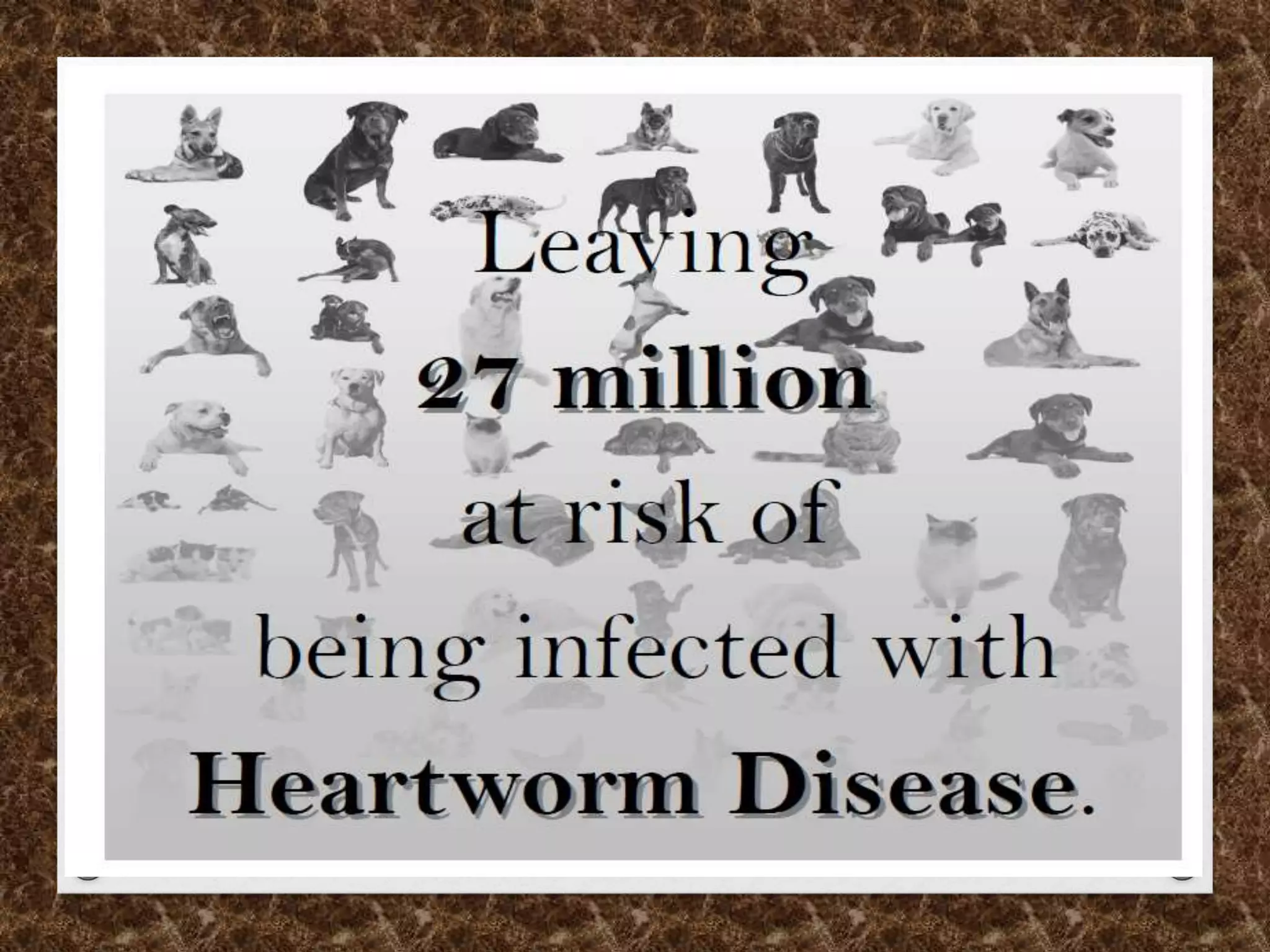 heart worm of dog | PPTX