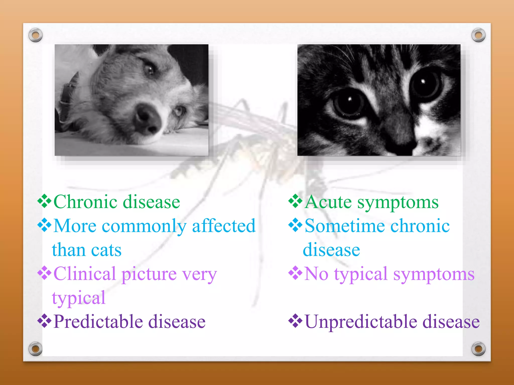 heart worm of dog | PPTX