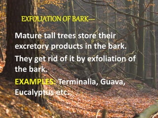 Excretion in plants | PPTX