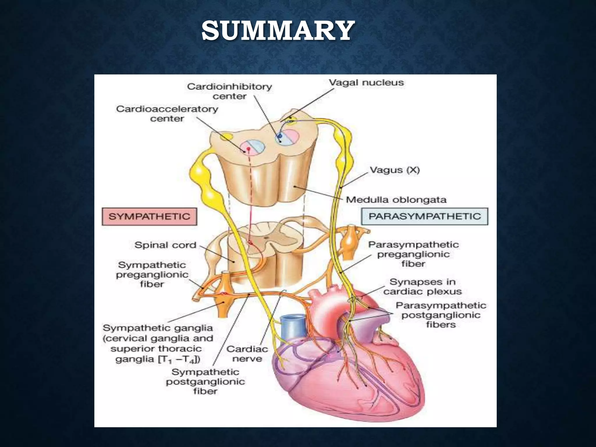 Heart Nerve Anatomy Cardiac Innervation | PPTX