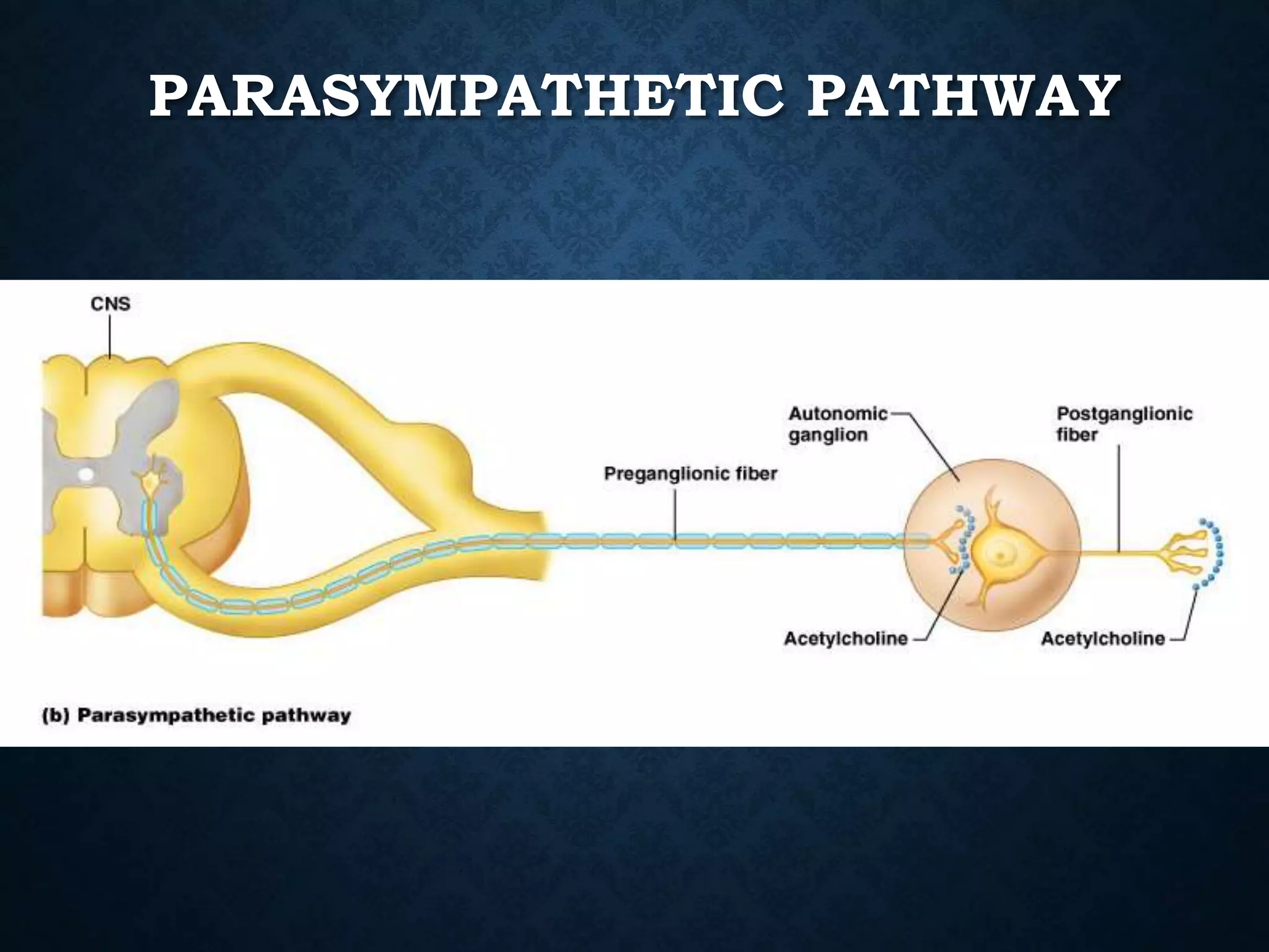 Heart Nerve Anatomy Cardiac Innervation | PPTX