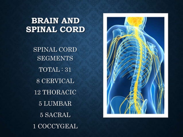 Heart Nerve Anatomy Cardiac Innervation | PPTX | Brain and Nervous ...