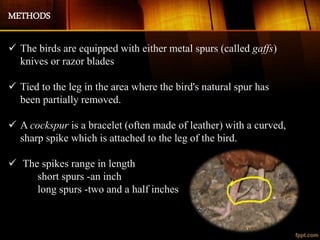 cock fight (poultry birds) | PPTX